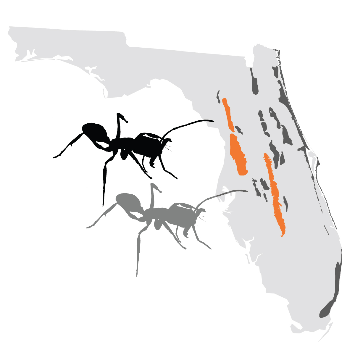 Trap-jaw ants on Florida’s sand ridges - the ant life